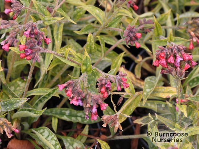 Pulmonaria 'Raspberry Splash' from Burncoose Nurseries