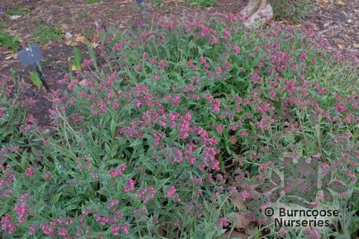 Pulmonaria 'Raspberry Splash' from Burncoose Nurseries
