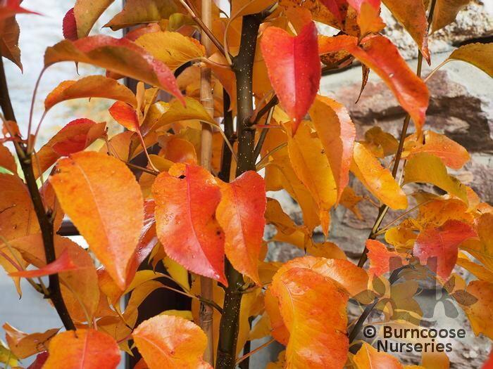 Pyrus from Burncoose Nurseries