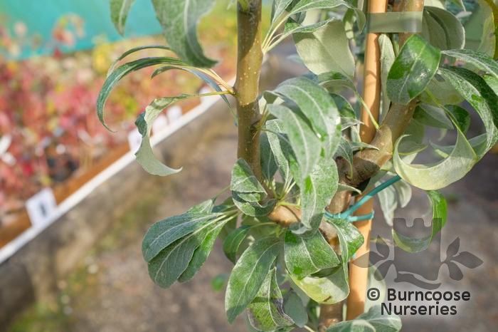 Pyrus Elaeagnifolia 'Silver Sails' from Burncoose Nurseries