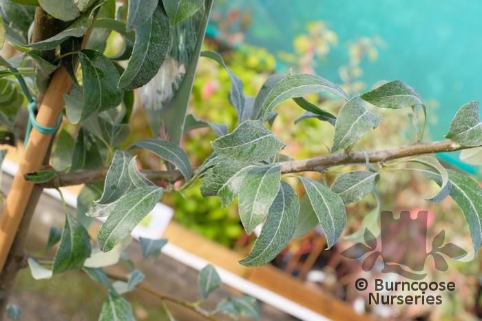 Pyrus Elaeagnifolia 'Silver Sails' from Burncoose Nurseries