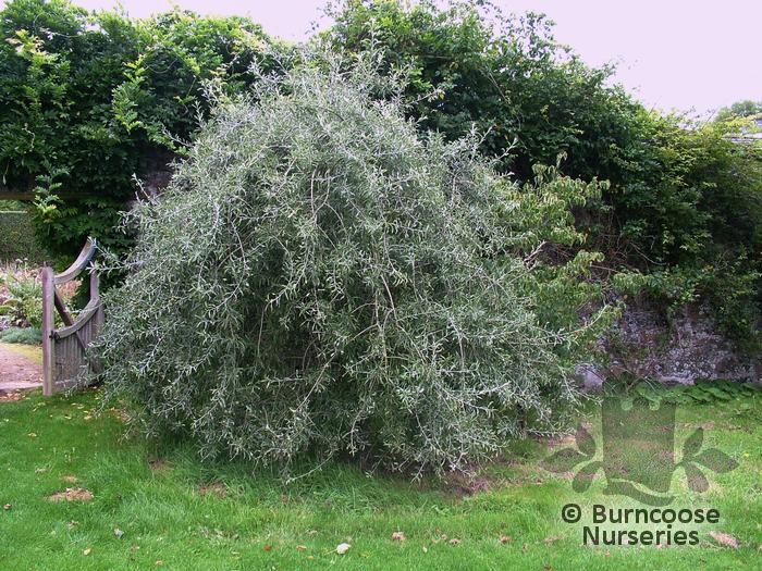 Pyrus Salicifolia 'Pendula' from Burncoose Nurseries