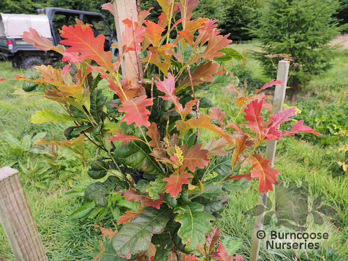Quercus X Warei 'Chimney Fire' from Burncoose Nurseries