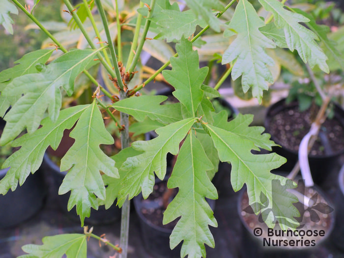 Quercus X Warei 'Chimney Fire' from Burncoose Nurseries