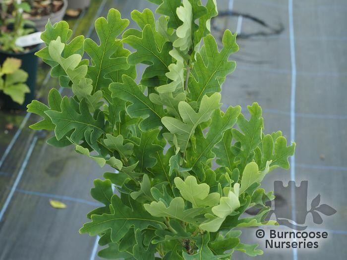 Quercus X Bimundorum 'Crimson Spire' from Burncoose Nurseries