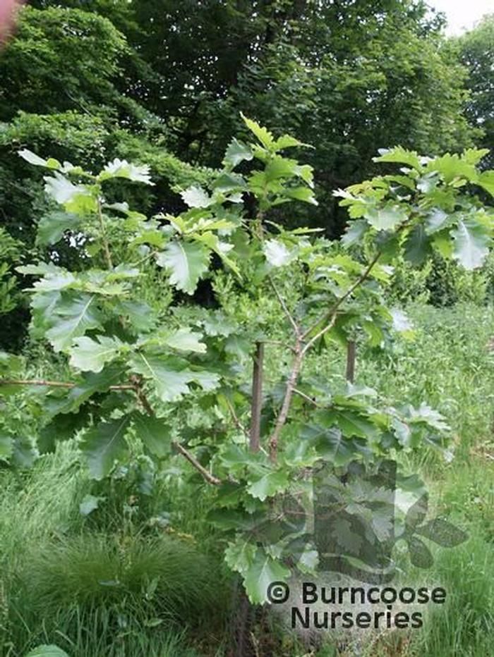 Quercus Dentata 'Carl Ferris Miller' from Burncoose Nurseries