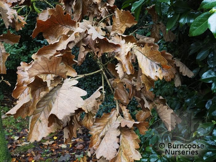 Quercus Dentata 'Carl Ferris Miller' from Burncoose Nurseries