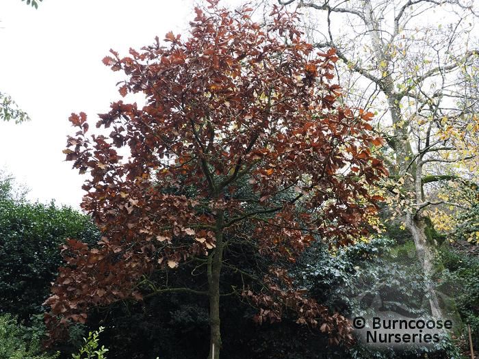 Quercus Dentata 'Carl Ferris Miller' from Burncoose Nurseries
