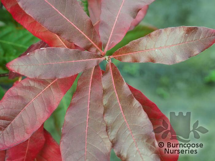 Quercus Imbricaria from Burncoose Nurseries