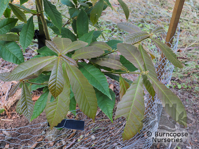 Quercus Insignis from Burncoose Nurseries