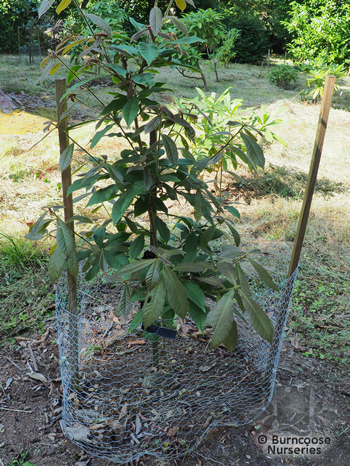 Quercus Insignis from Burncoose Nurseries