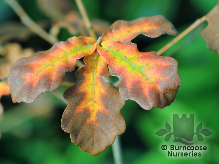 Quercus from Burncoose Nurseries