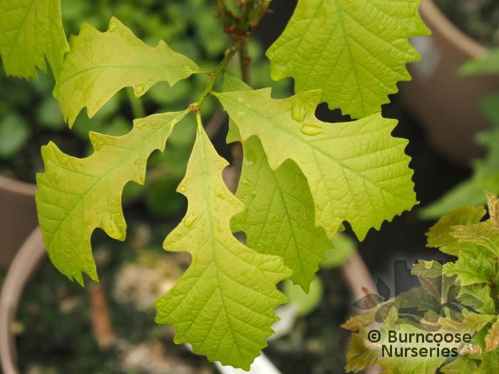 Quercus Macrocarpa from Burncoose Nurseries