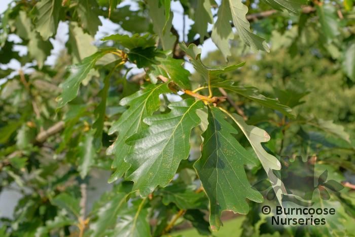 Quercus Petraea from Burncoose Nurseries