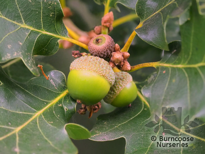 Quercus Robur from Burncoose Nurseries
