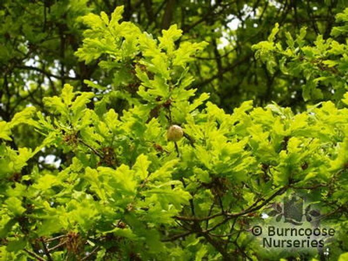 Quercus Robur from Burncoose Nurseries