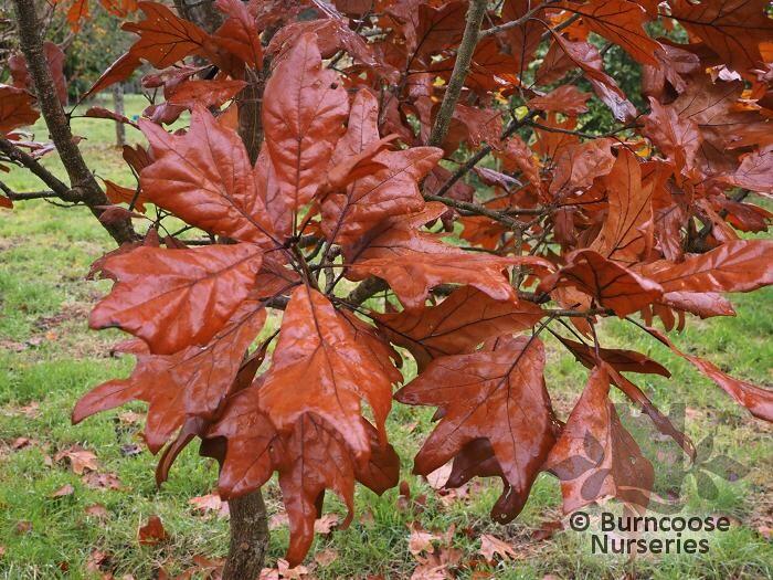 Quercus X Bushii 'Seattle Trident' from Burncoose Nurseries