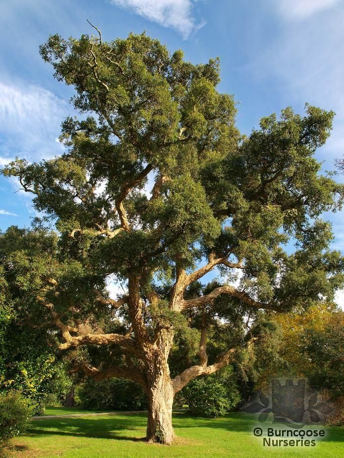 Quercus Suber from Burncoose Nurseries
