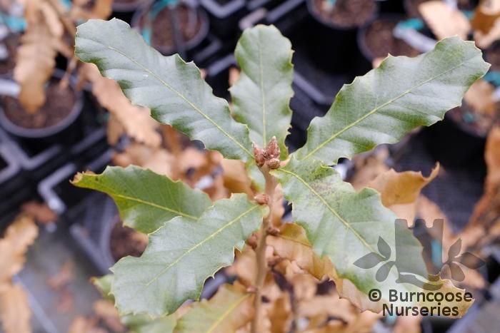 Quercus Trojana from Burncoose Nurseries