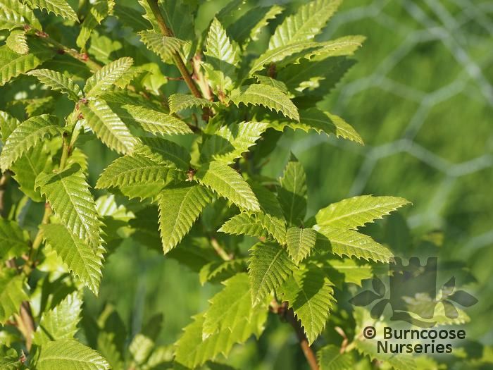 Quercus Trojana from Burncoose Nurseries
