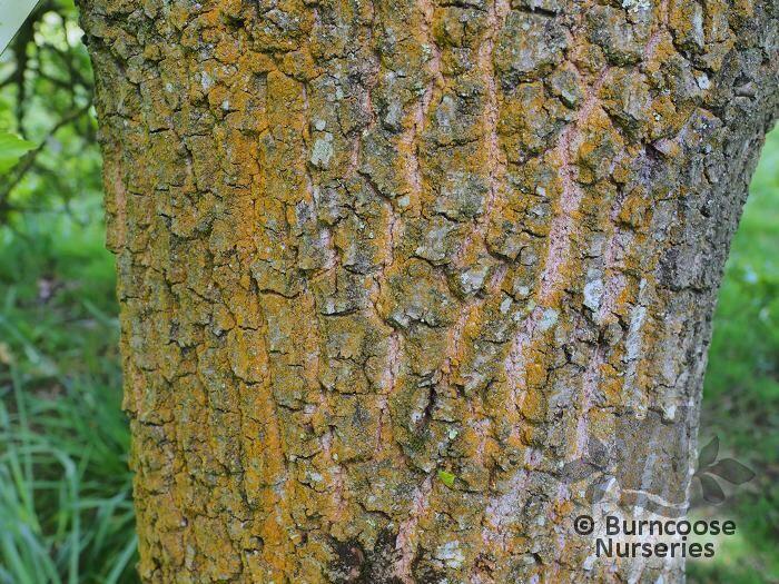 Quercus Trojana from Burncoose Nurseries