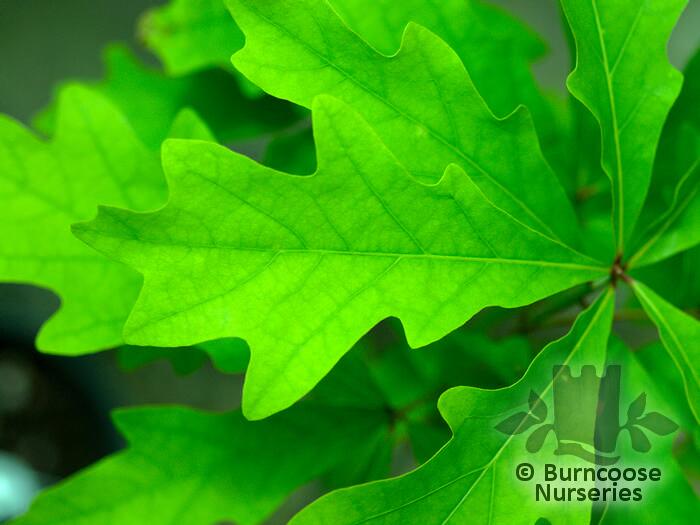 Quercus Velutina from Burncoose Nurseries