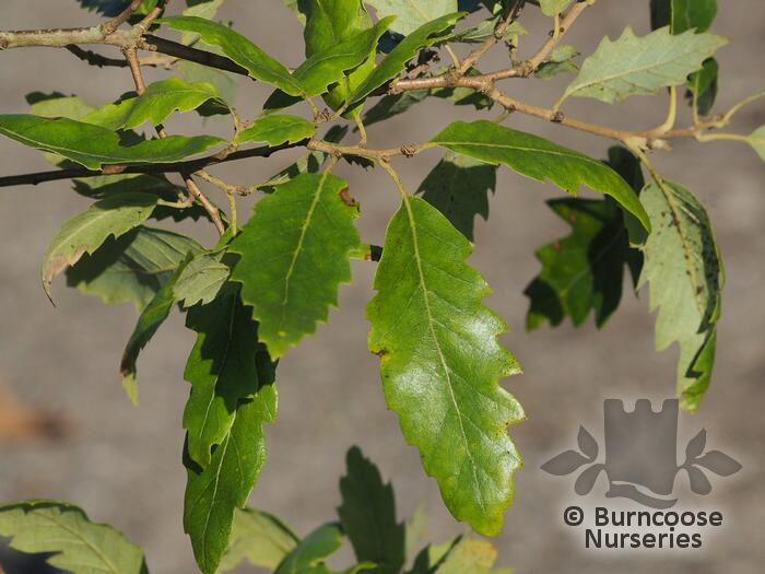Buy Quercus plants from Burncoose Nurseries