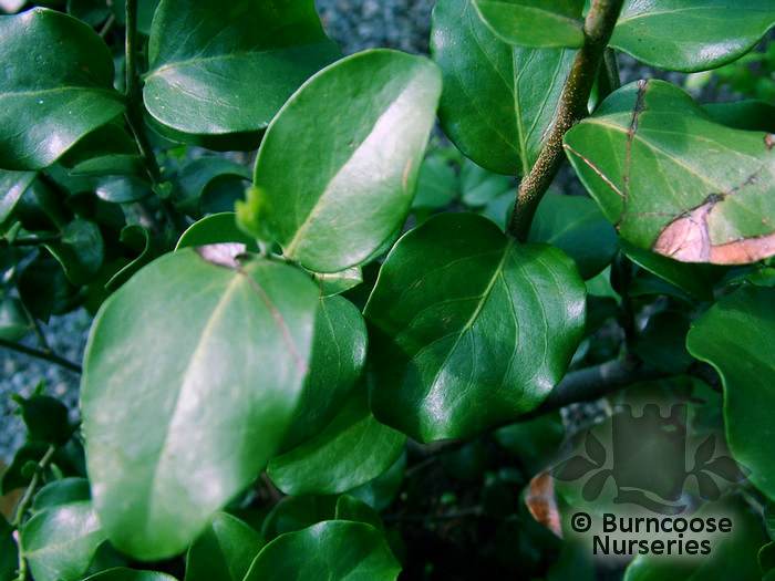 Quillaja Saponaria from Burncoose Nurseries