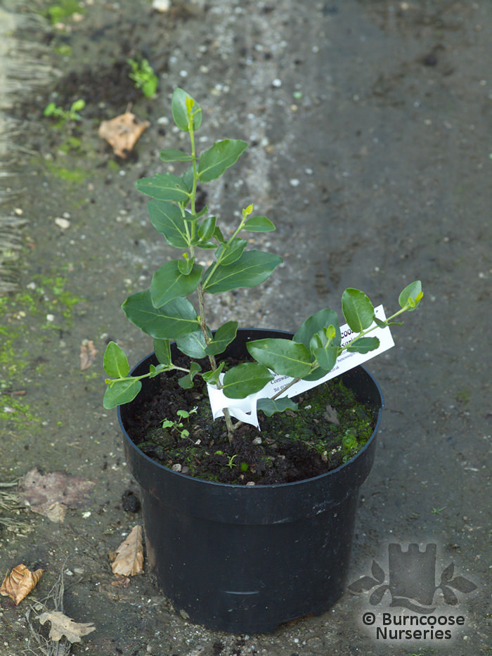 Quillaja Saponaria from Burncoose Nurseries