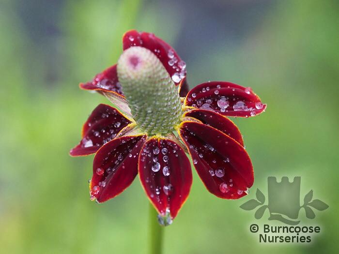 Ratibida Columnifera F.Pulcherrima from Burncoose Nurseries