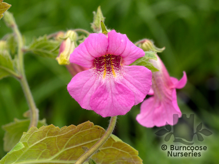 Rehmannia from Burncoose Nurseries