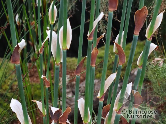 Restio Elegia Capensis from Burncoose Nurseries