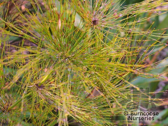 Restio Elegia Capensis from Burncoose Nurseries