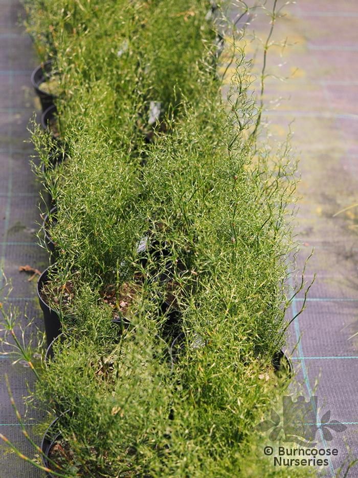 Restio from Burncoose Nurseries