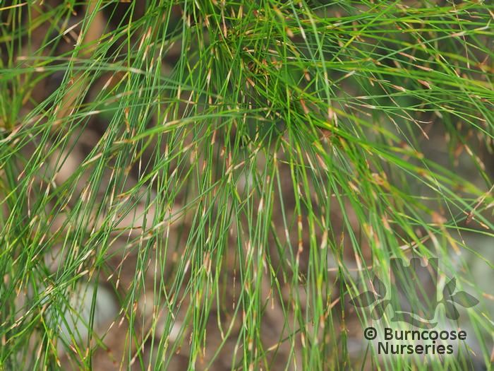 Restio from Burncoose Nurseries