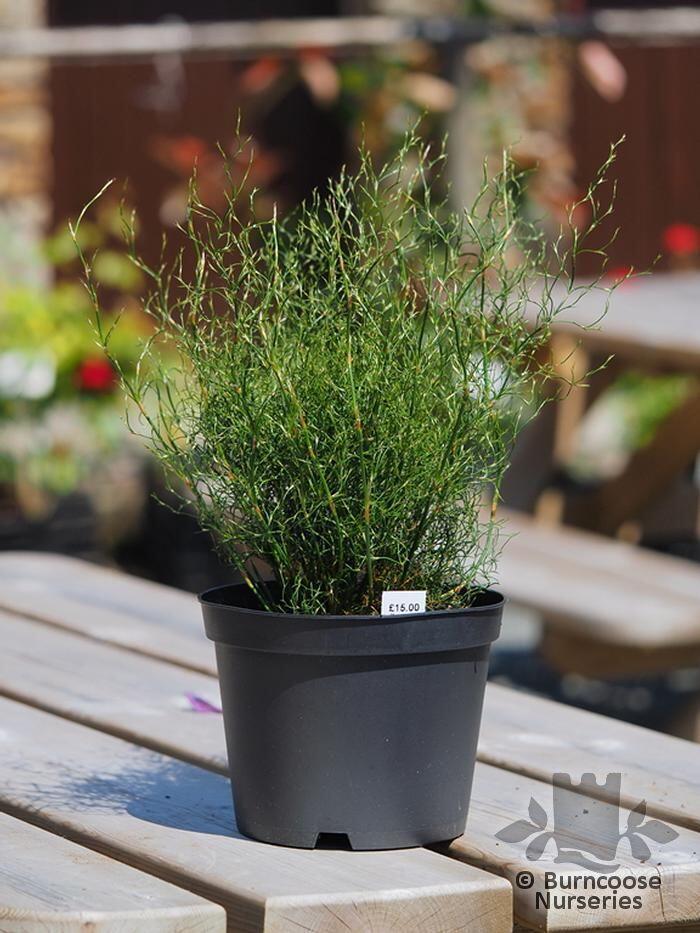 Restio Rhodocoma Capensis from Burncoose Nurseries