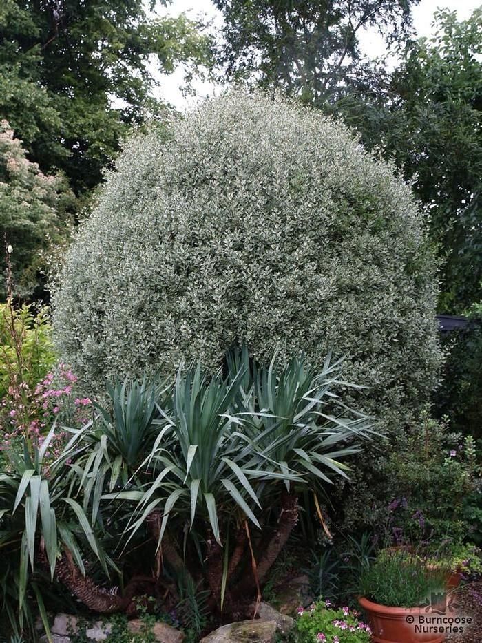Rhamnus from Burncoose Nurseries