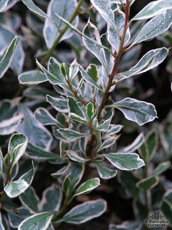 Rhamnus from Burncoose Nurseries