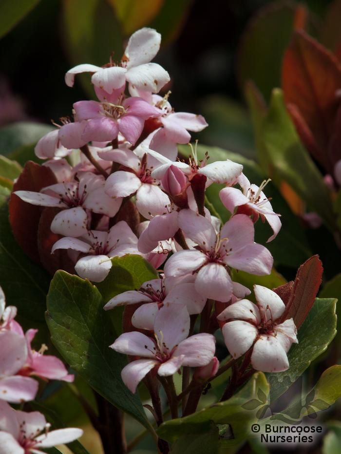 Rhaphiolepis from Burncoose Nurseries