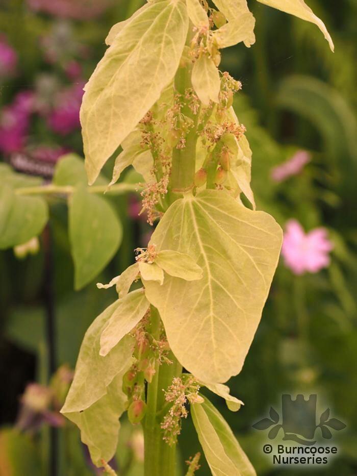Rheum Alexandrae from Burncoose Nurseries