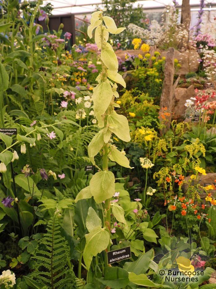 Rheum Alexandrae from Burncoose Nurseries