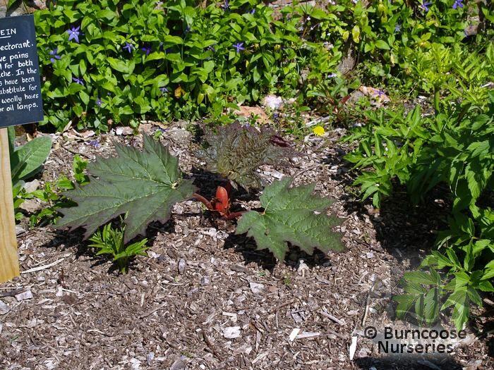 Rheum Palmatum from Burncoose Nurseries