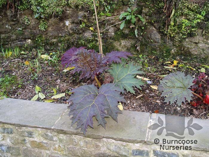 Rheum Palmatum from Burncoose Nurseries