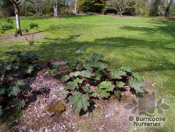 Rheum Palmatum from Burncoose Nurseries