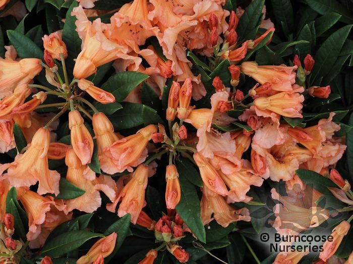 Rhododendron 'Tortoiseshell Orange' from Burncoose Nurseries ...