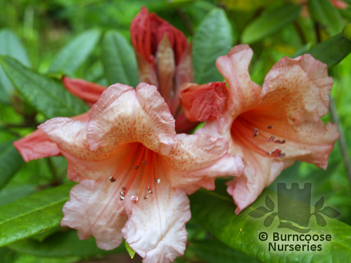 Rhododendron 'Tortoiseshell Orange' from Burncoose Nurseries ...