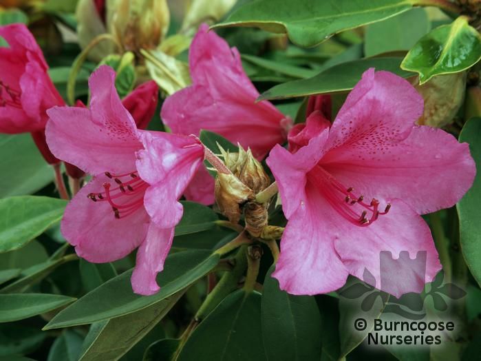 Rhododendron 'Anna Rose Whitney' from Burncoose Nurseries RHODODENDRON ...