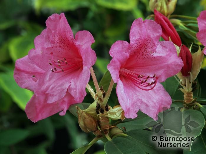 Rhododendron 'Anna Rose Whitney' from Burncoose Nurseries RHODODENDRON ...