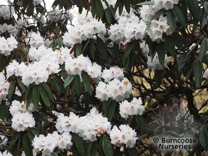 Rhododendron Arboreum from Burncoose Nurseries RHODODENDRON SPECIES