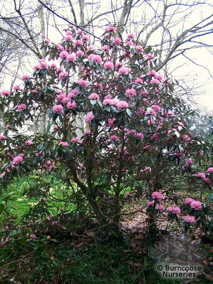 Rhododendron Arboreum from Burncoose Nurseries RHODODENDRON SPECIES